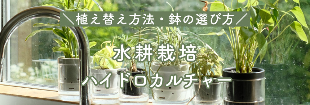 簡単に真似できる！花瓶の水を腐りにくくする方法5選 Onajimi
